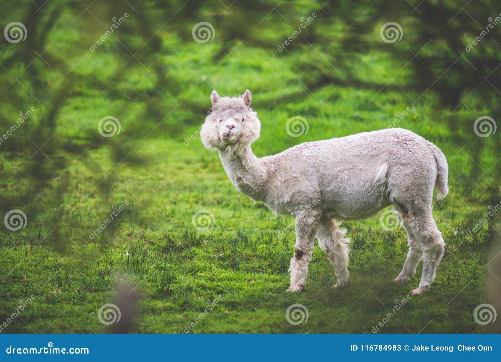Shedded Alpaca in Chewing Action Stock Image - Image of llama, grass ...