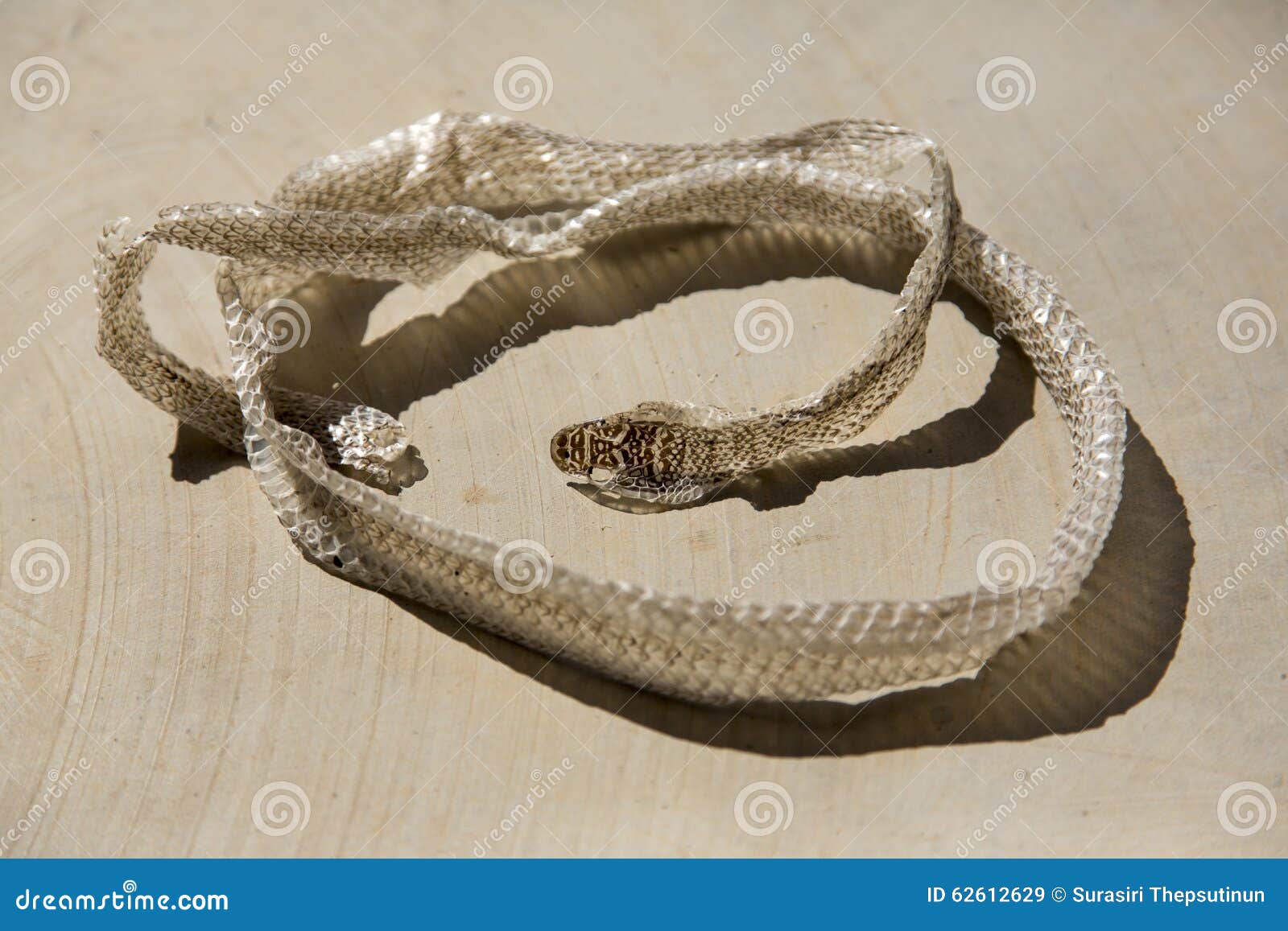 Shedded snake skin stock image. Image of shedded, animal - 62612629