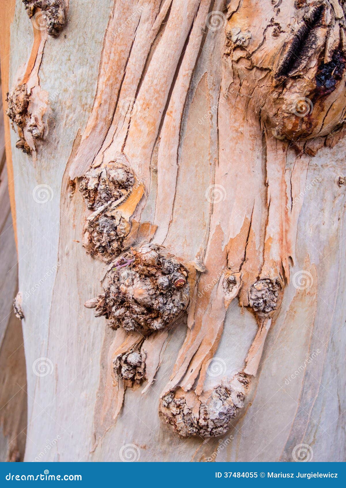 Shedding bark stock image. Image of surface, peel, shred - 37484055