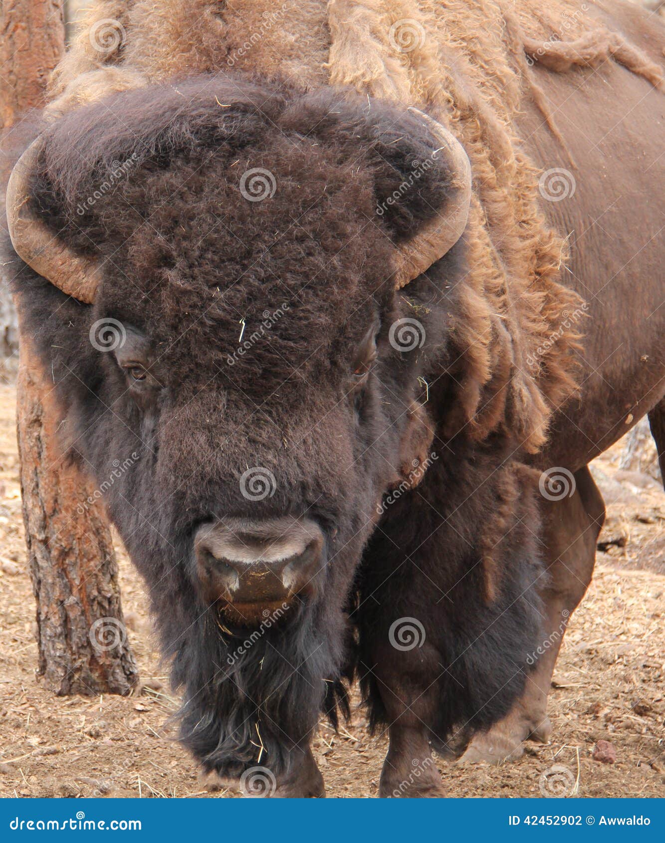 Shedding Bison stock photo. Image of buffalo, animal - 42452902