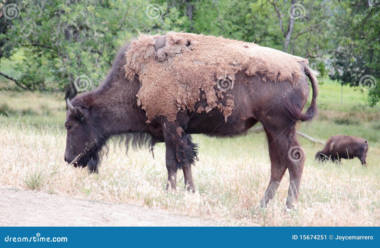 Shedding Bison Grazing Stock Image - Image: 15674251