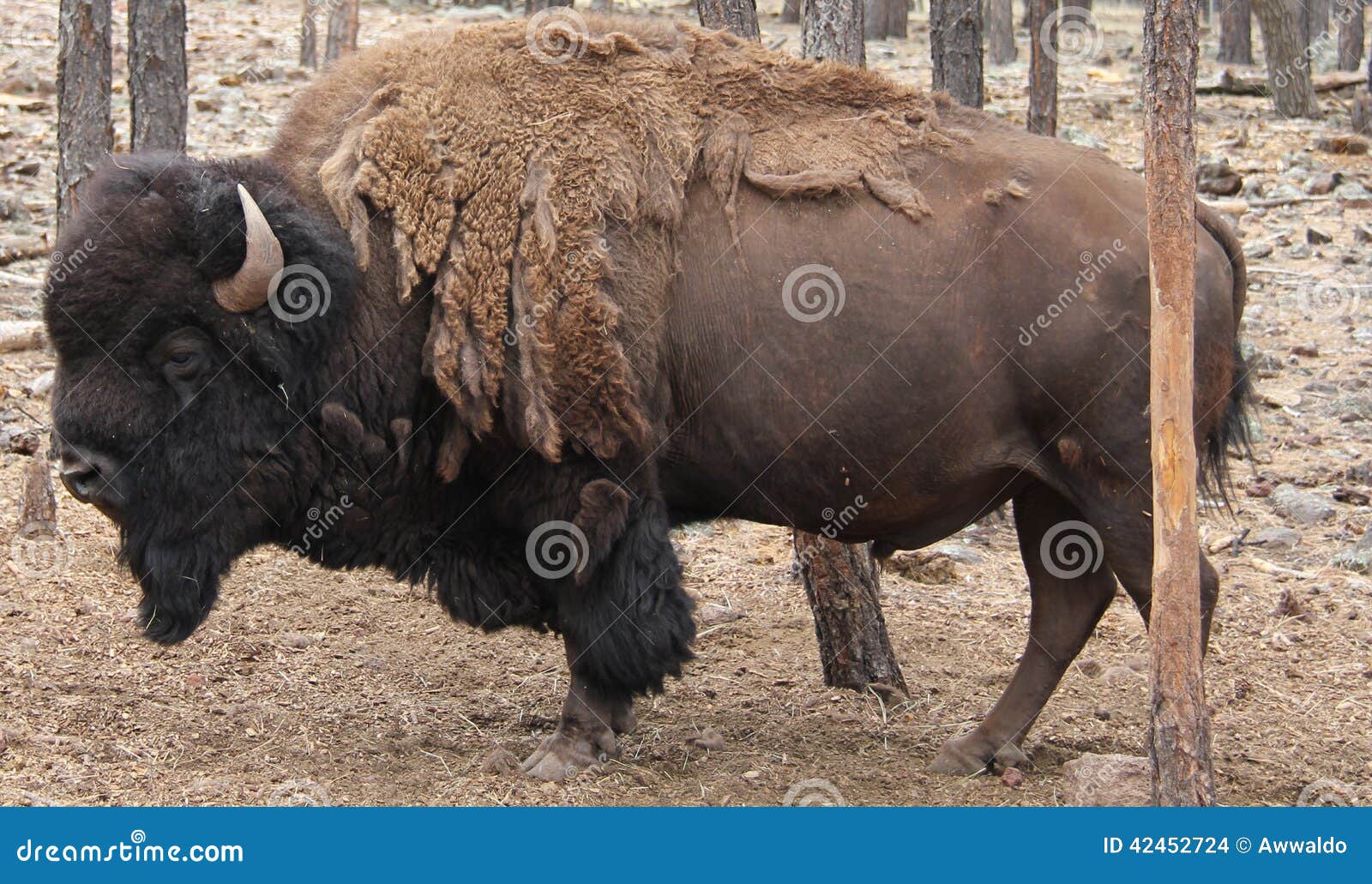 Shedding Bison stock photo. Image of bison, ground, standing - 42452724