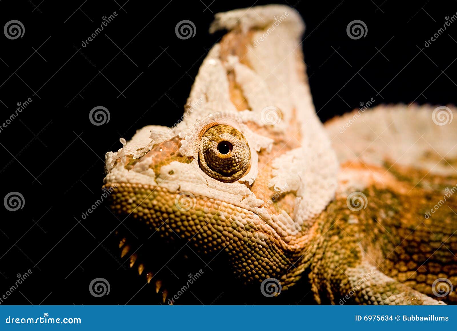 Shedding Chameleon stock photo. Image of reptile, lizard - 6975634