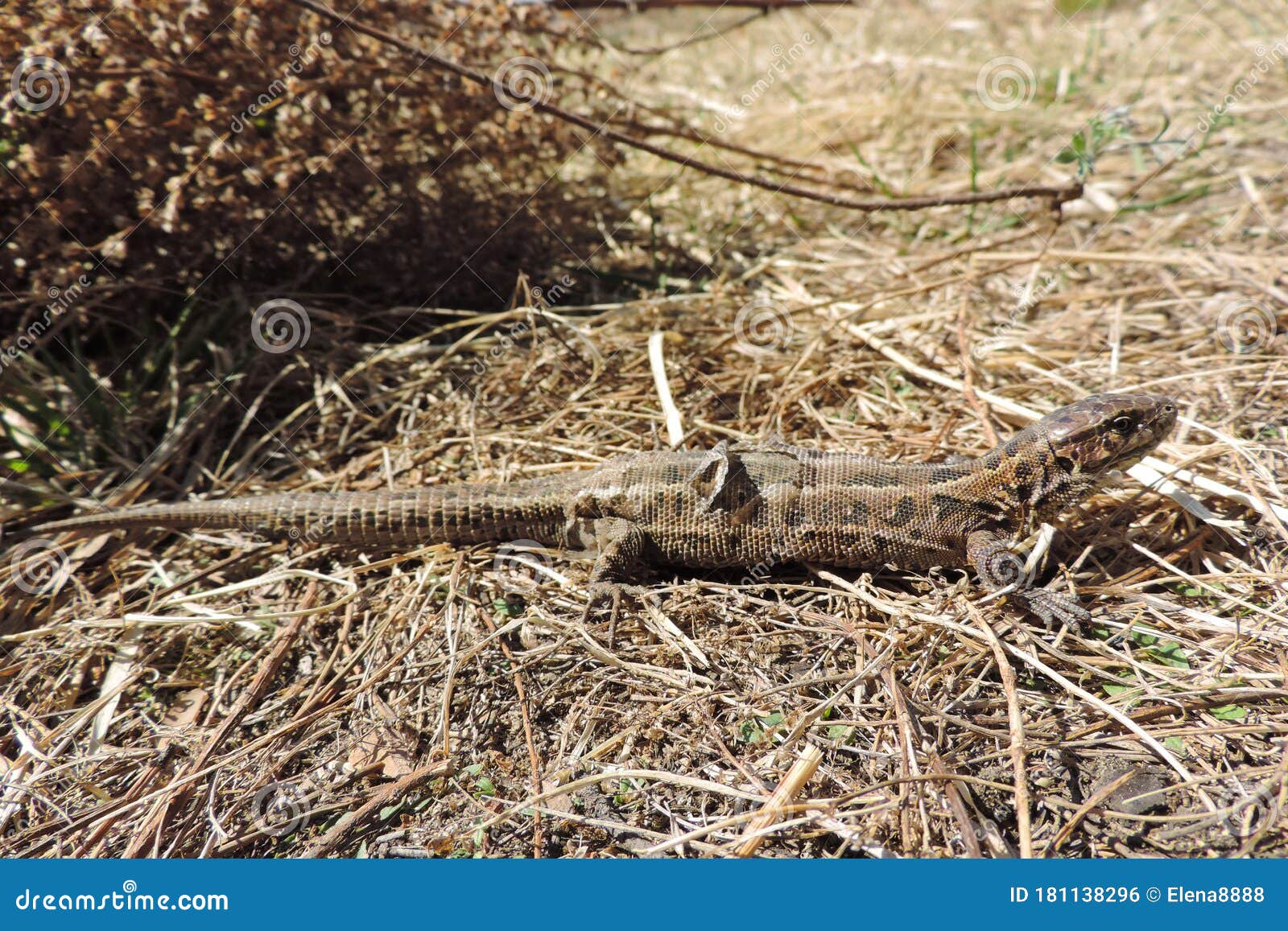 Shedding a Lizard Changes the Skin, Pieces of Skin, Dry Grass Stock ...