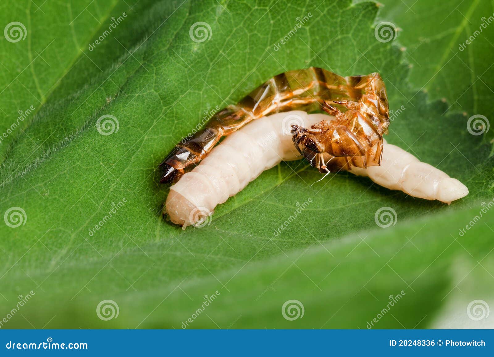 Shedding skin stock photo. Image of worm, shedding, moult - 20248336