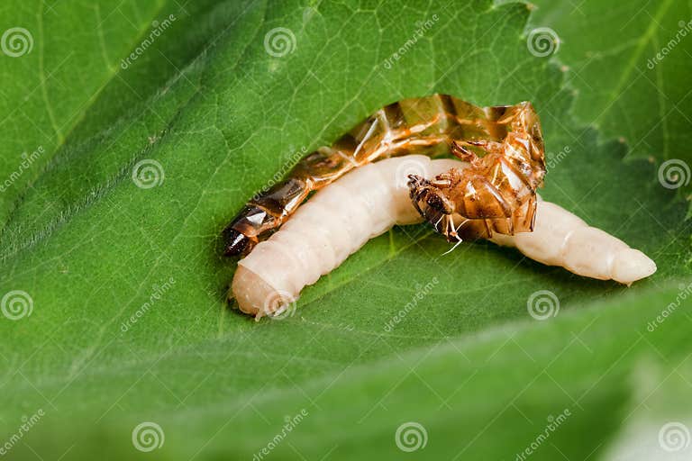 Shedding skin stock photo. Image of worm, shedding, moult - 20248336