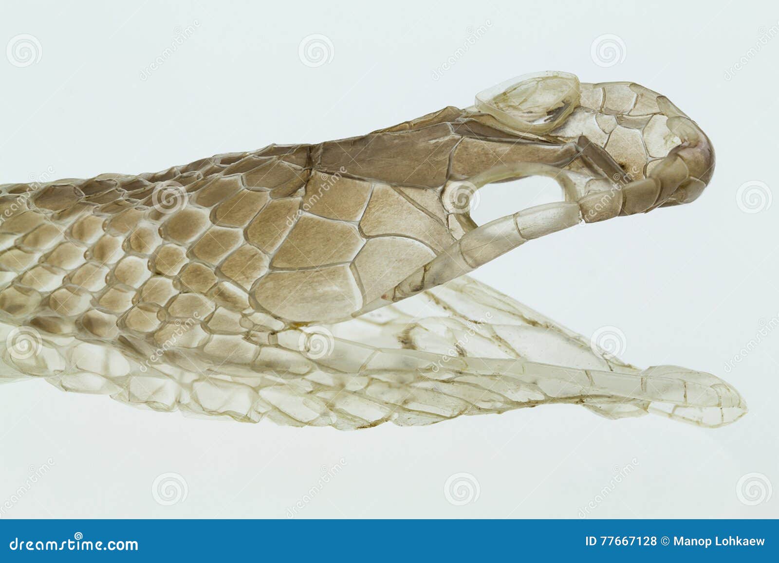 Shedding Snake Skin, Head Shot, on White Background Stock Photo - Image ...