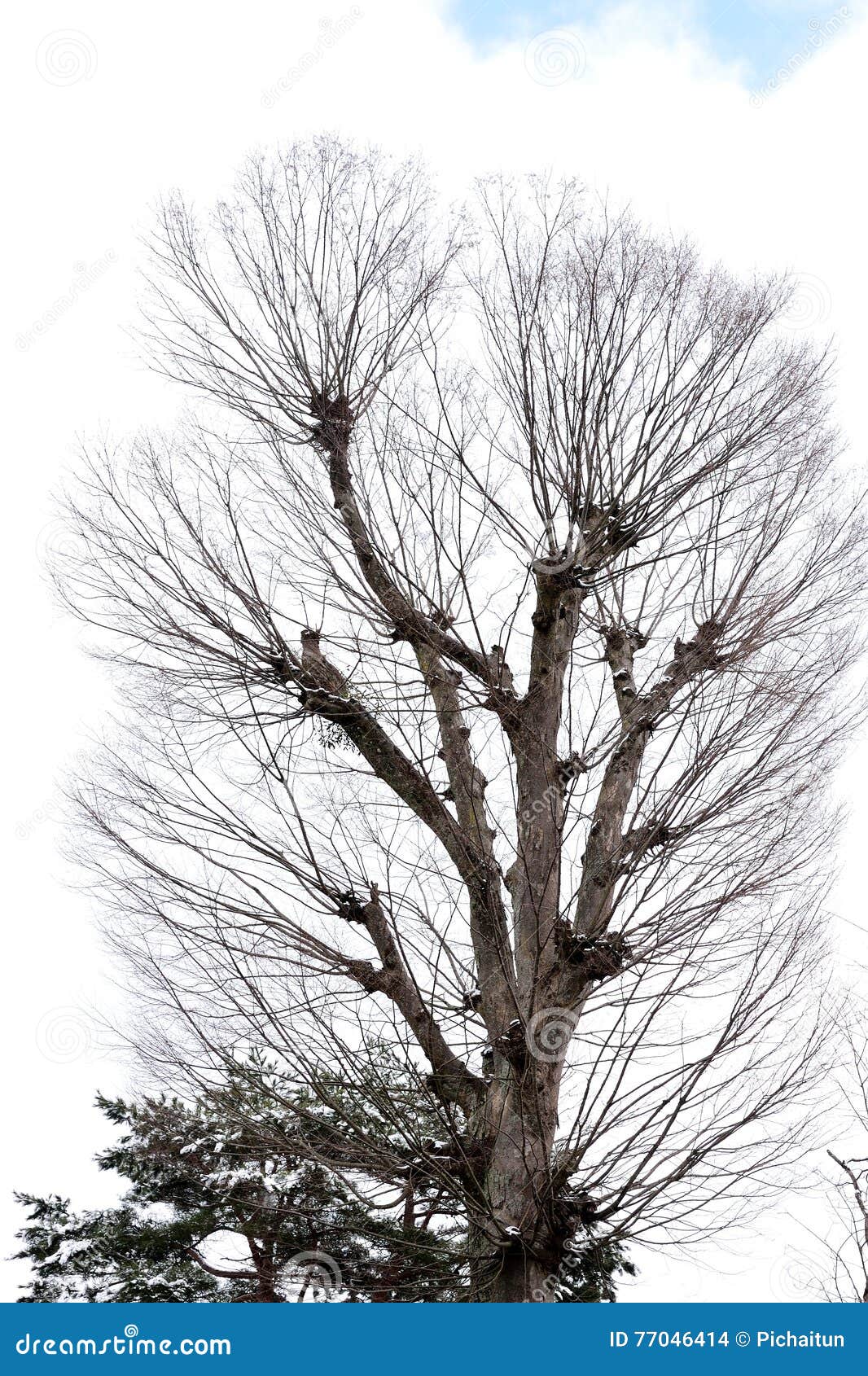 Shedding tree stock photo. Image of autumn, cold, branches - 77046414