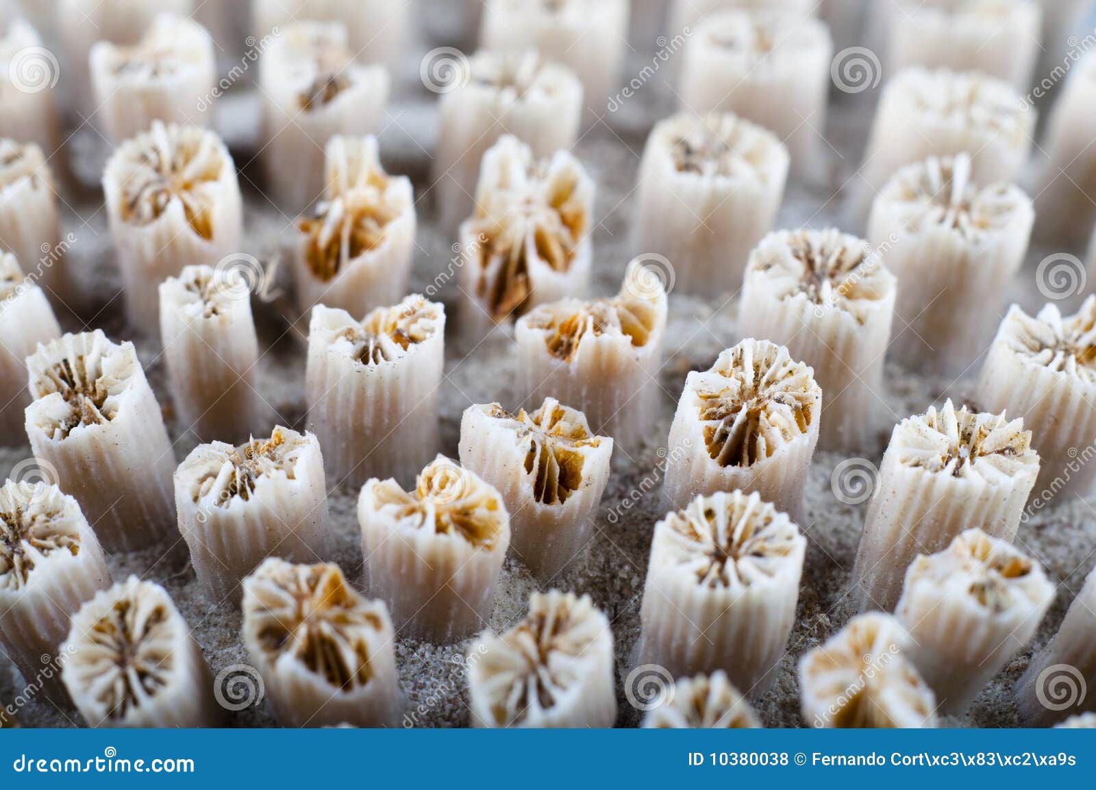 Sheel. OceanÂ´s live stock photo. Image of shore, ocean - 10380038