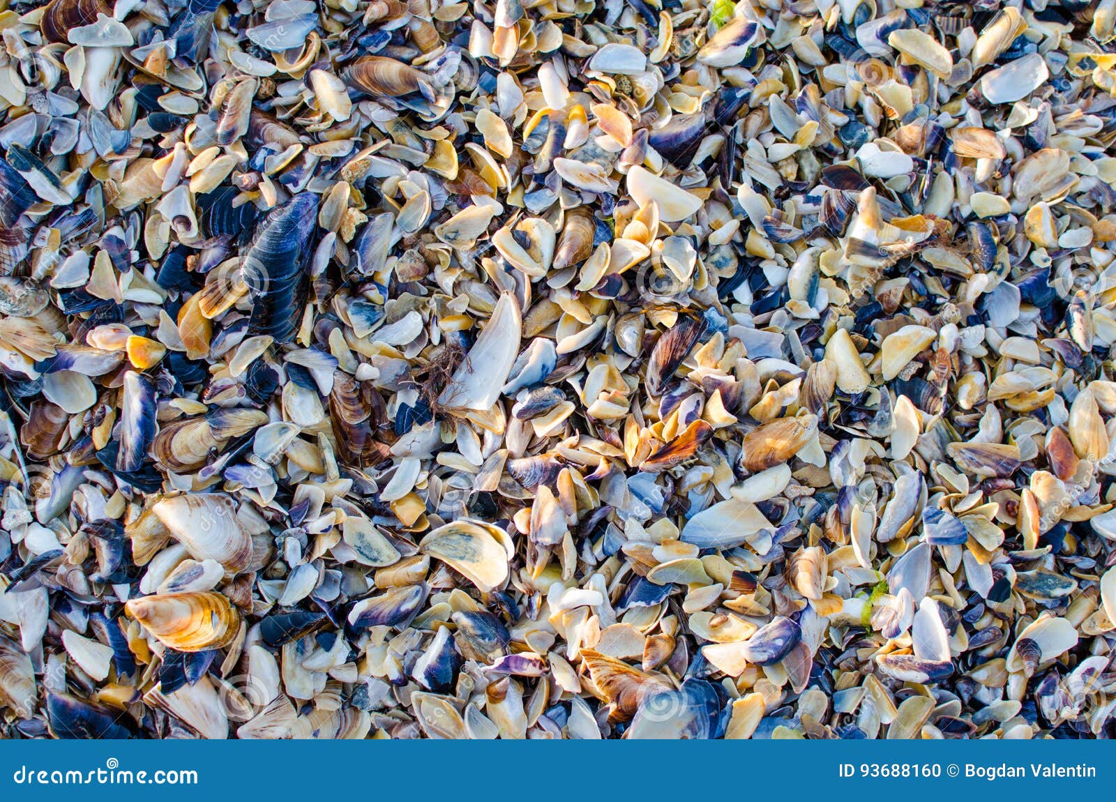 Sheels stock photo. Image of beautiful, black, nature - 93688160