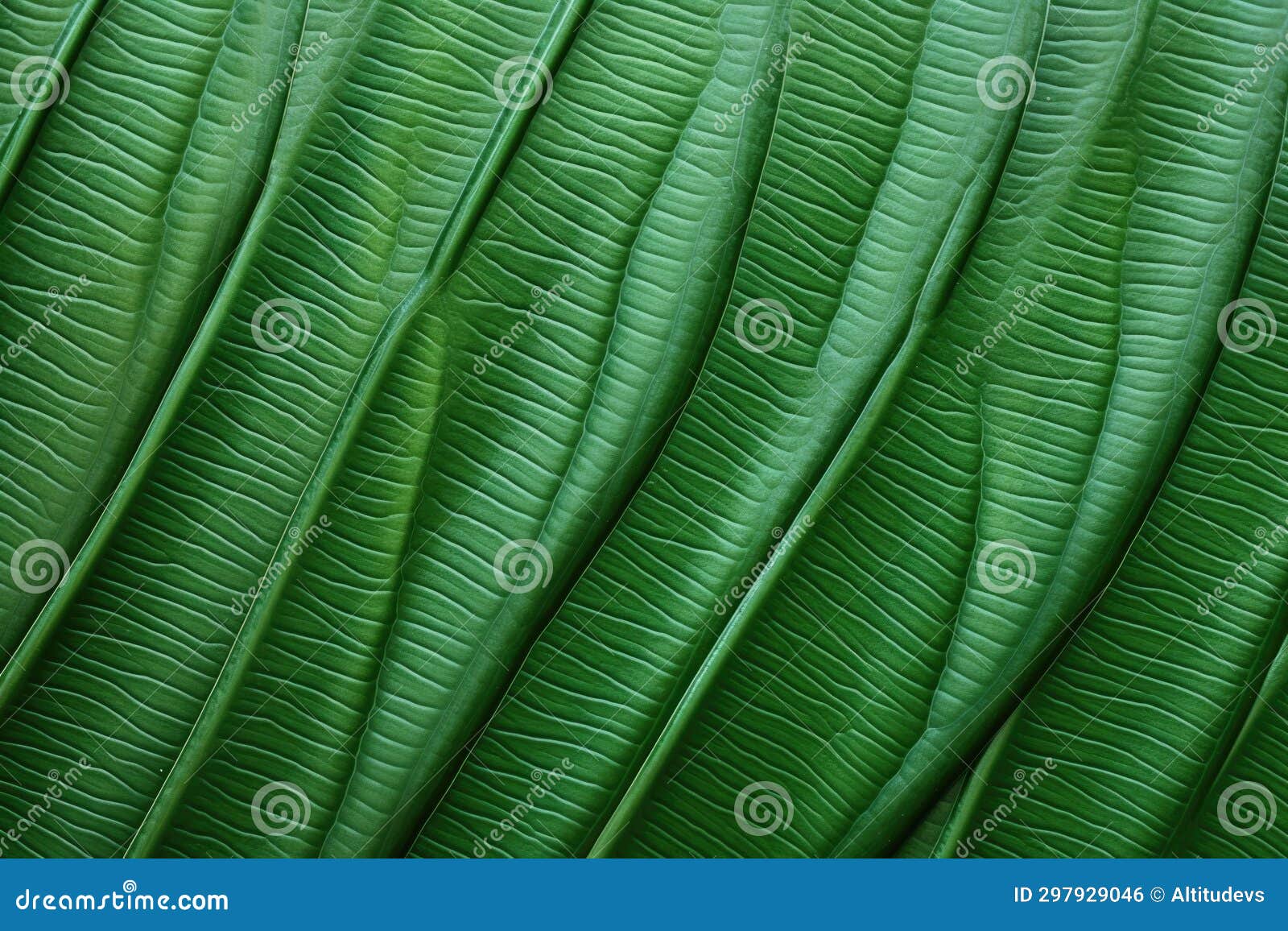 Sheeny Texture of a Rubber Plants Leaf Close-up Stock Photo - Image of ...
