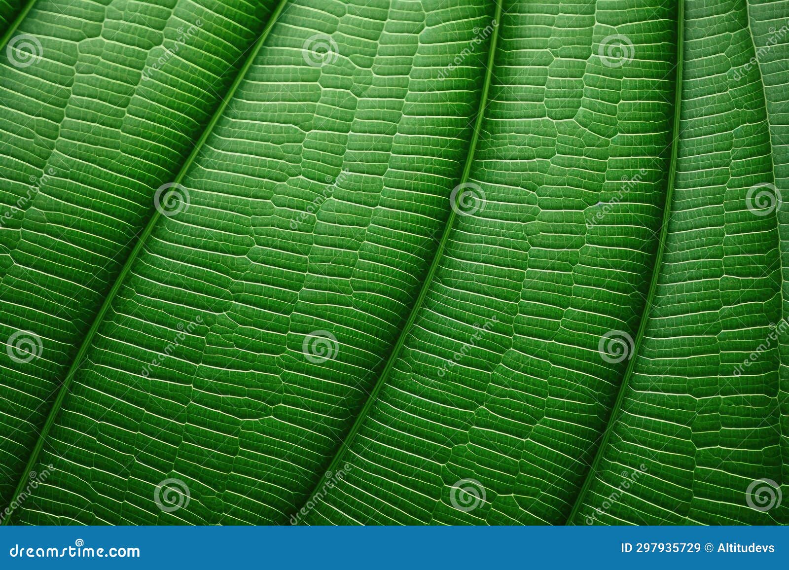 Sheeny Texture of a Rubber Plants Leaf Close-up Stock Image - Image of ...