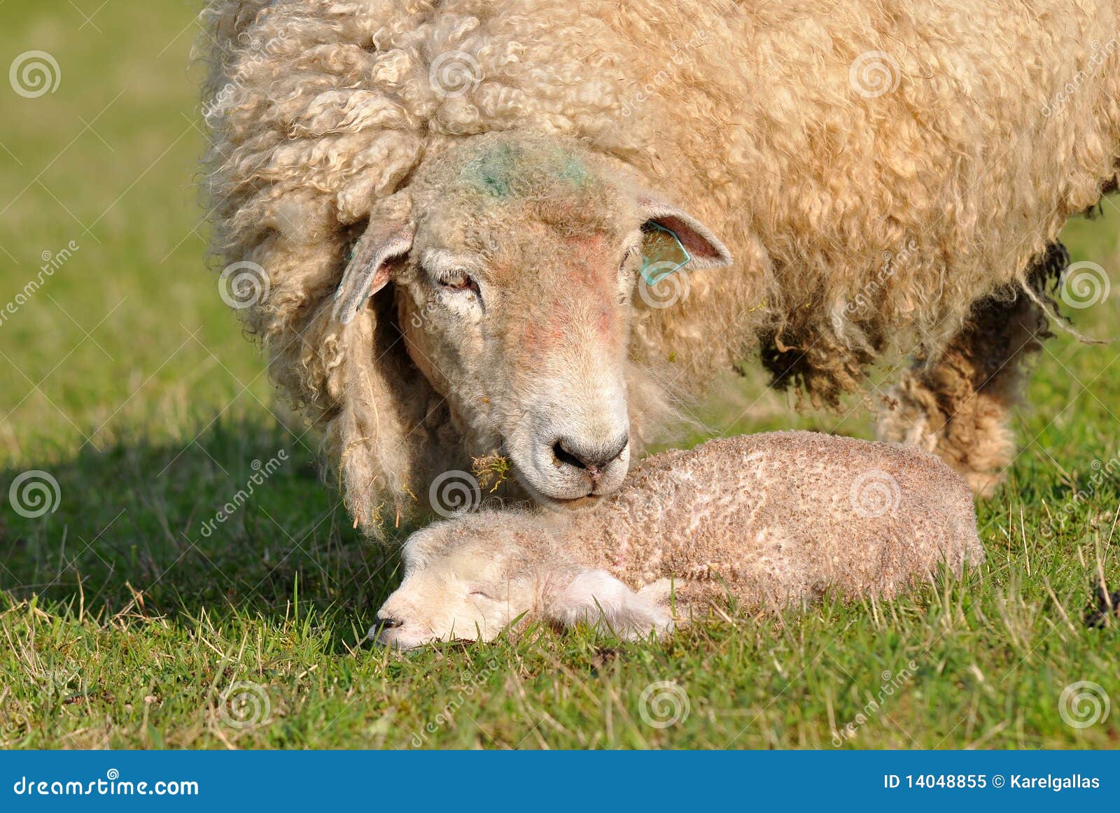 Sheep with 1 Days Old Cute Lamb Stock Image - Image of juvenile ...