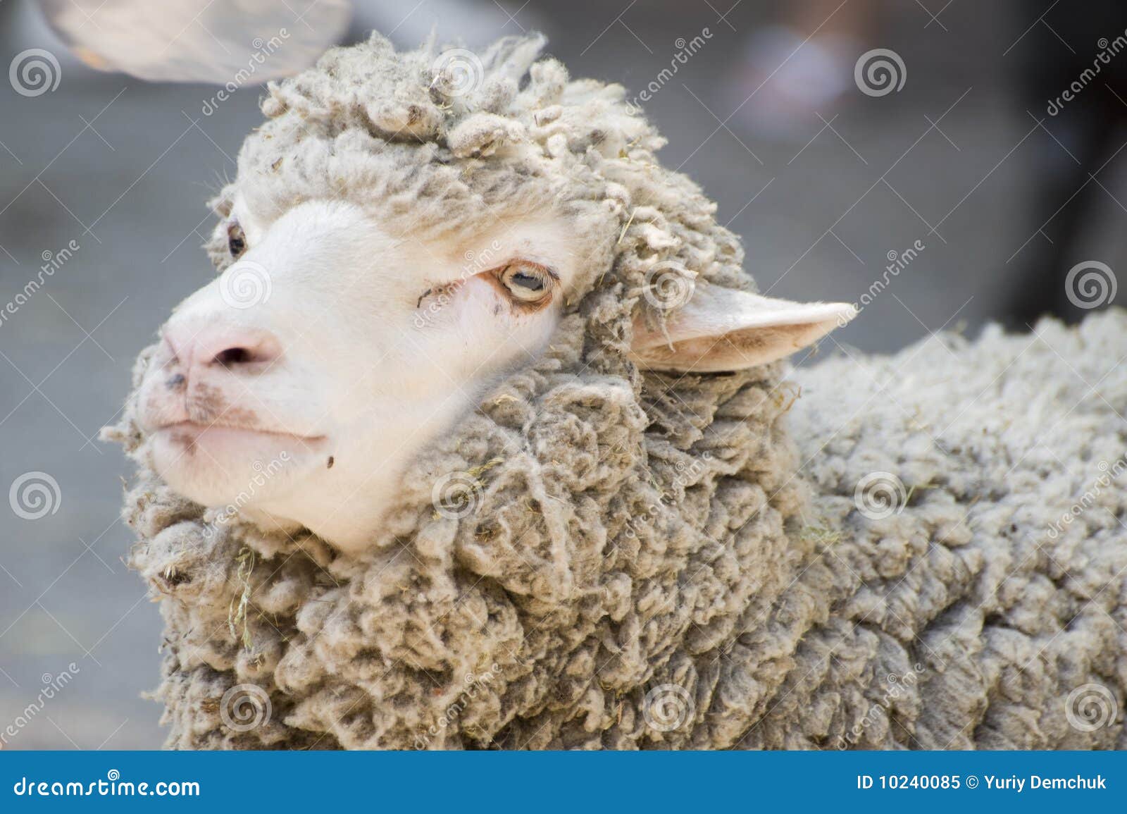 Sheep stock image. Image of gray, urban, nature, spring - 10240085