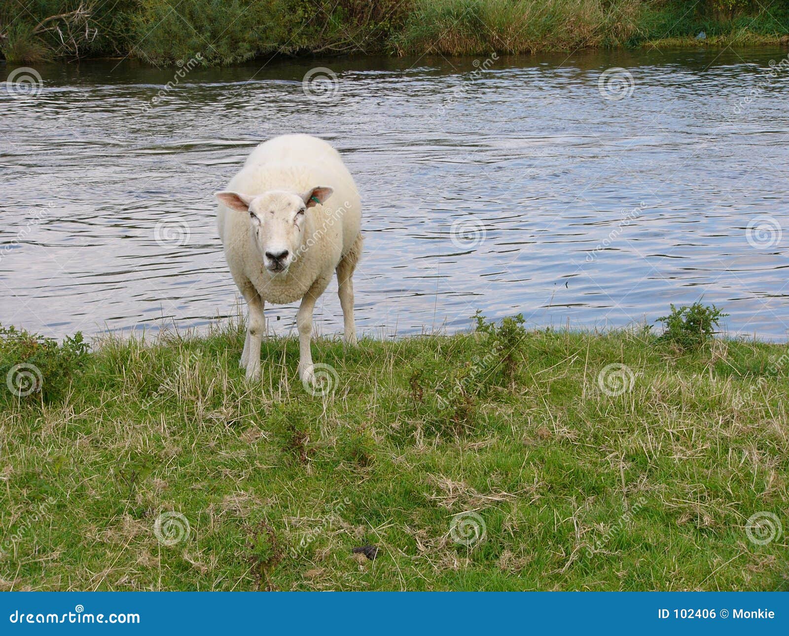 Sheep stock photo. Image of wool, flock, field, sheep, scared - 102406