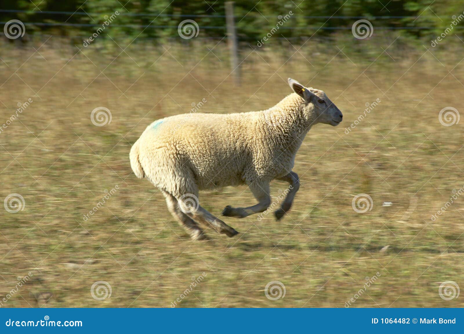 Sheep stock photo. Image of pasture, animal, sheep, farm - 1064482