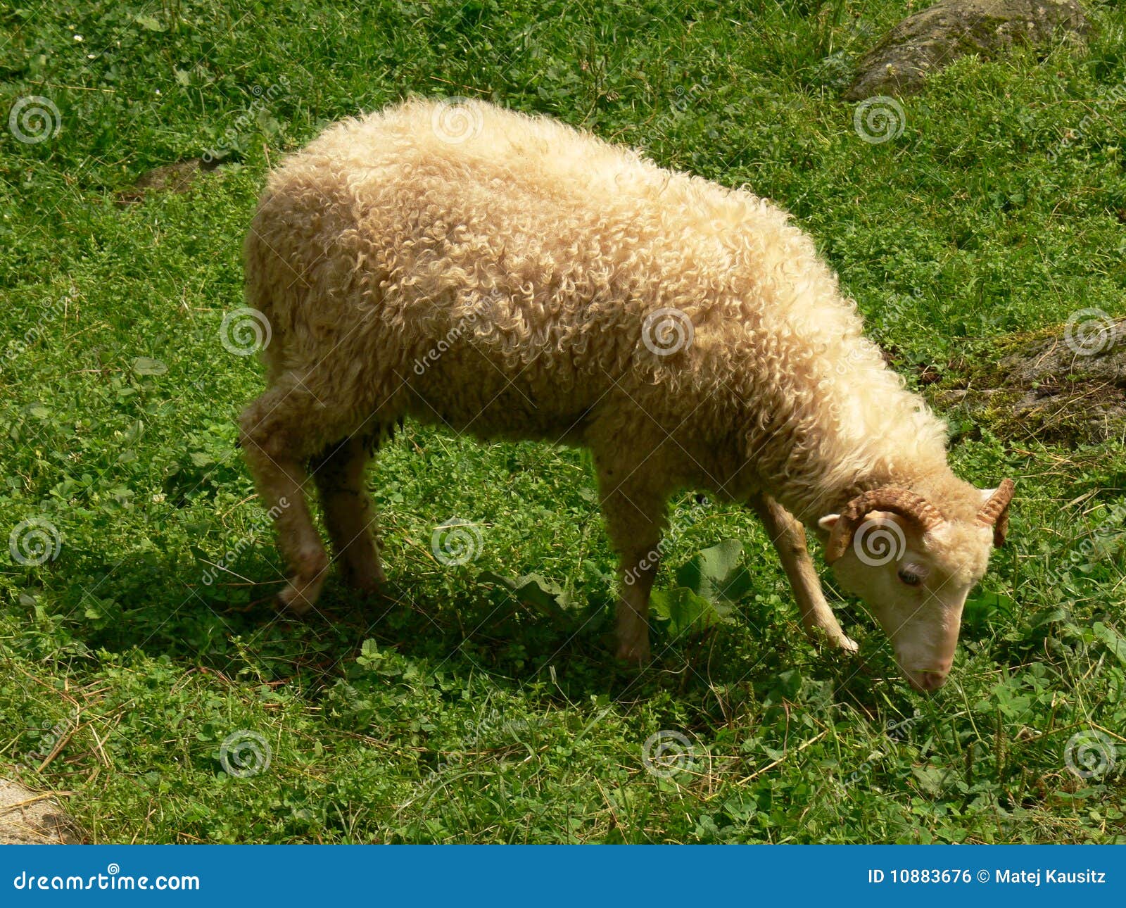 Sheep stock photo. Image of fleece, animal, hunger, sheep - 10883676