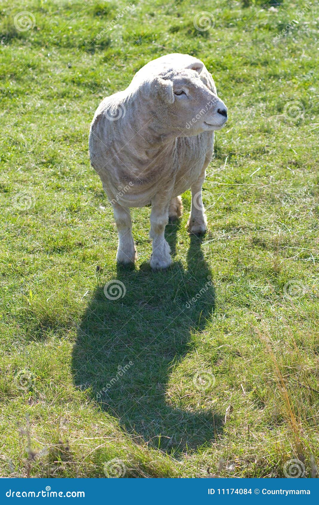 Sheep. stock photo. Image of smiling, grinning, shadow - 11174084