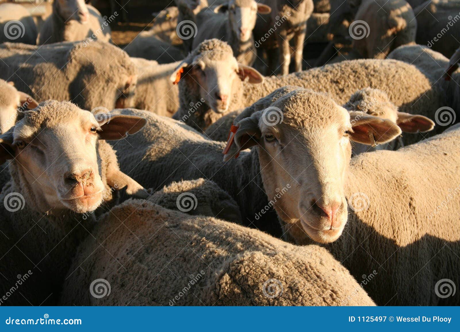 Sheep stock image. Image of farm, mutton, wool, fauna - 1125497