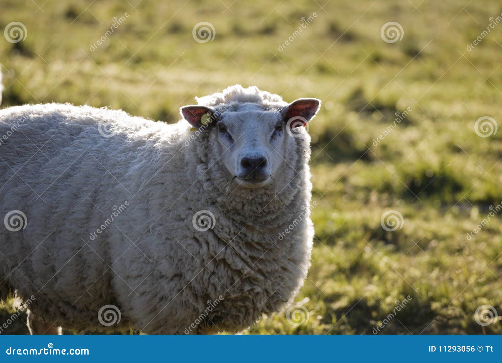 Sheep stock photo. Image of cute, rural, meadows, scenery - 11293056