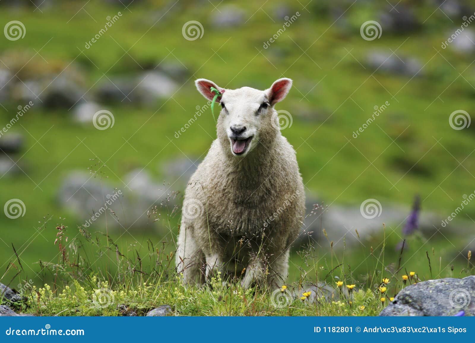 Sheep Picture. Image: 1182801