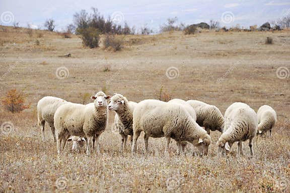 Sheep stock image. Image of friendly, inquisitive, gaze - 12244563