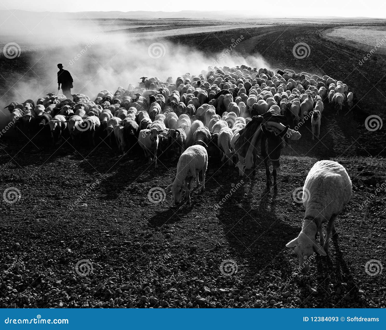 Sheep stock image. Image of brown, sheepman, agriculture - 12384093