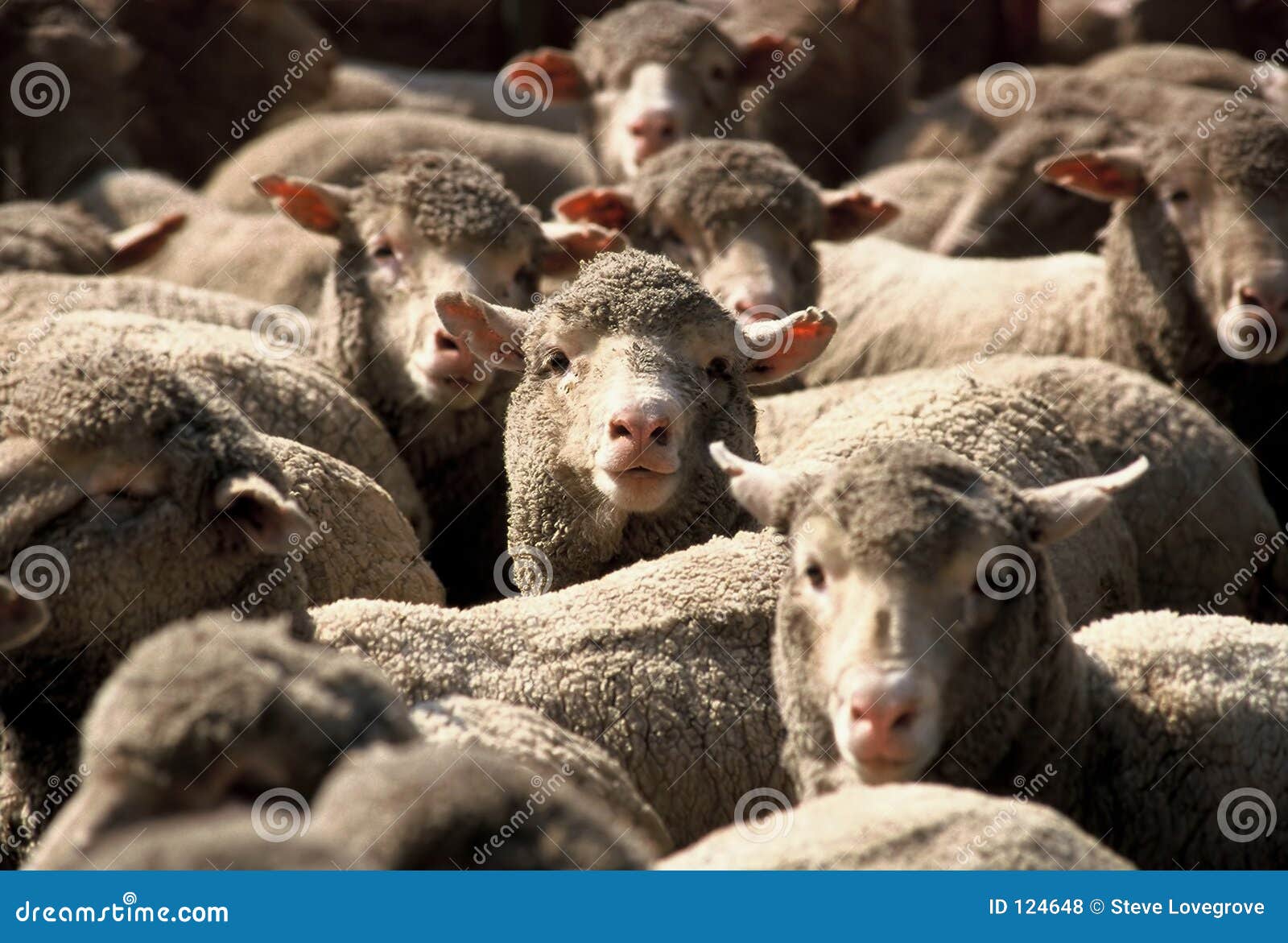 Sheep stock photo. Image of country, farming, agriculture - 124648