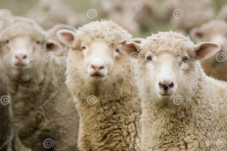 Sheep stock image. Image of inquisitive, merino, vulnerable - 1288257