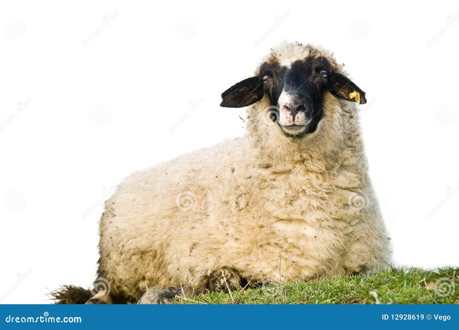 Sheep stock image. Image of agriculture, neck, ranch - 12928619