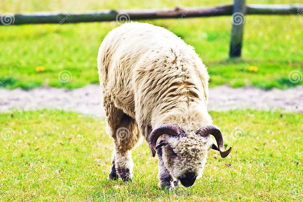Sheep stock photo. Image of male, catch, grass, kick - 12972278