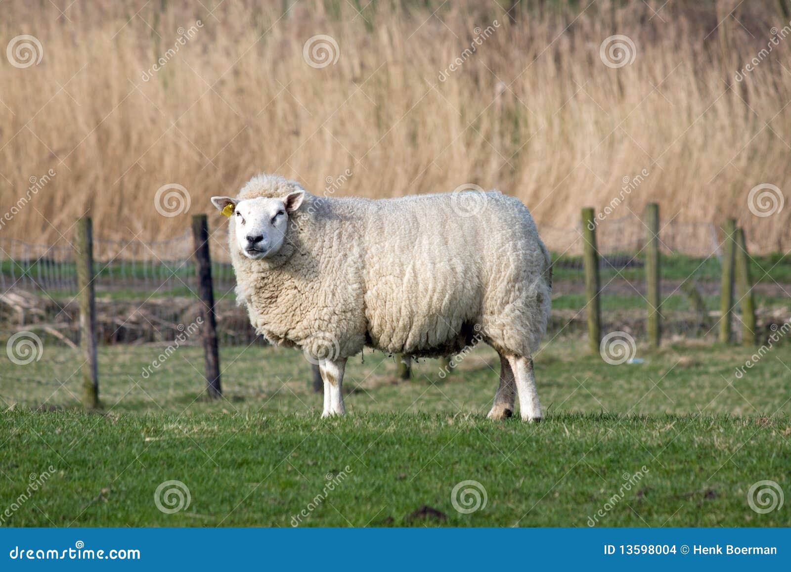 Sheep stock photo. Image of isolated, mammal, fleecy - 13598004