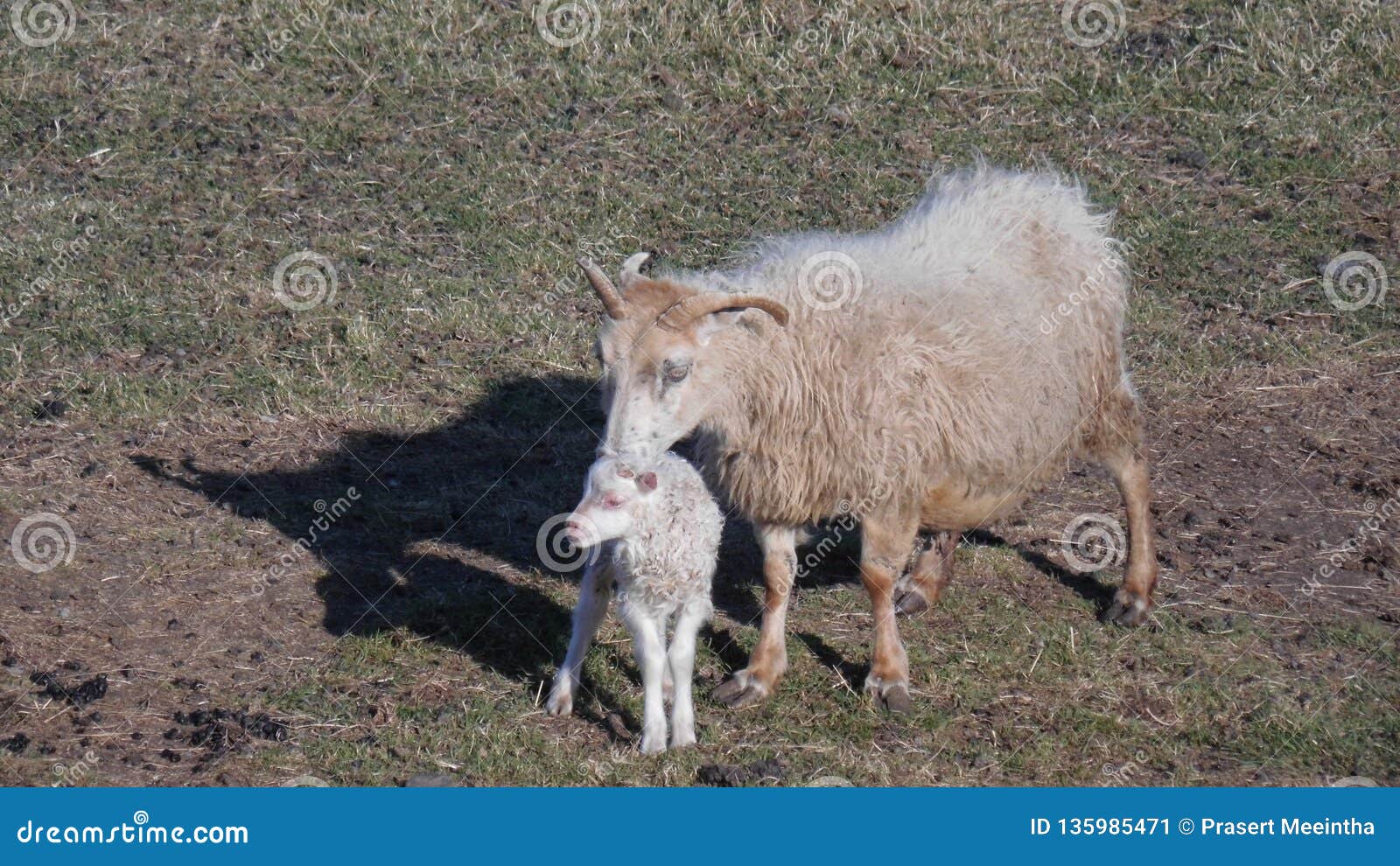 Give Birth. Sheep and New Born Lamb Stock Image - Image of brown ...