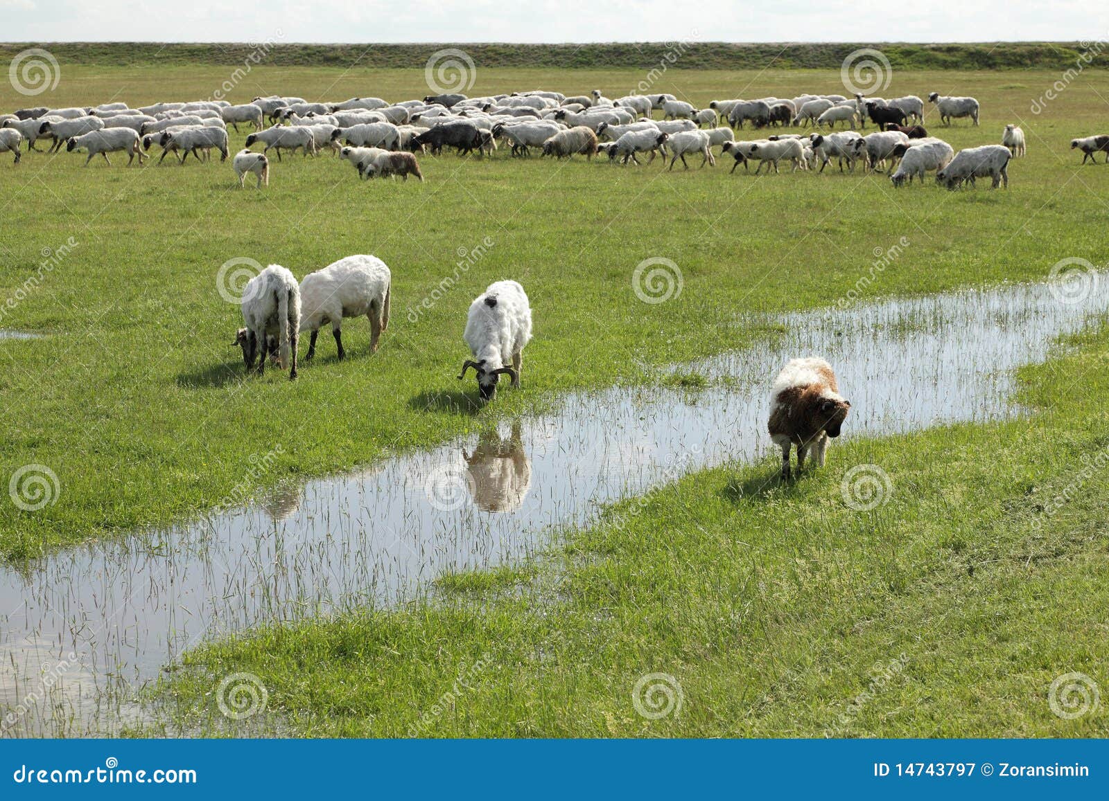 Sheep stock image. Image of nature, green, creek, farming - 14743797
