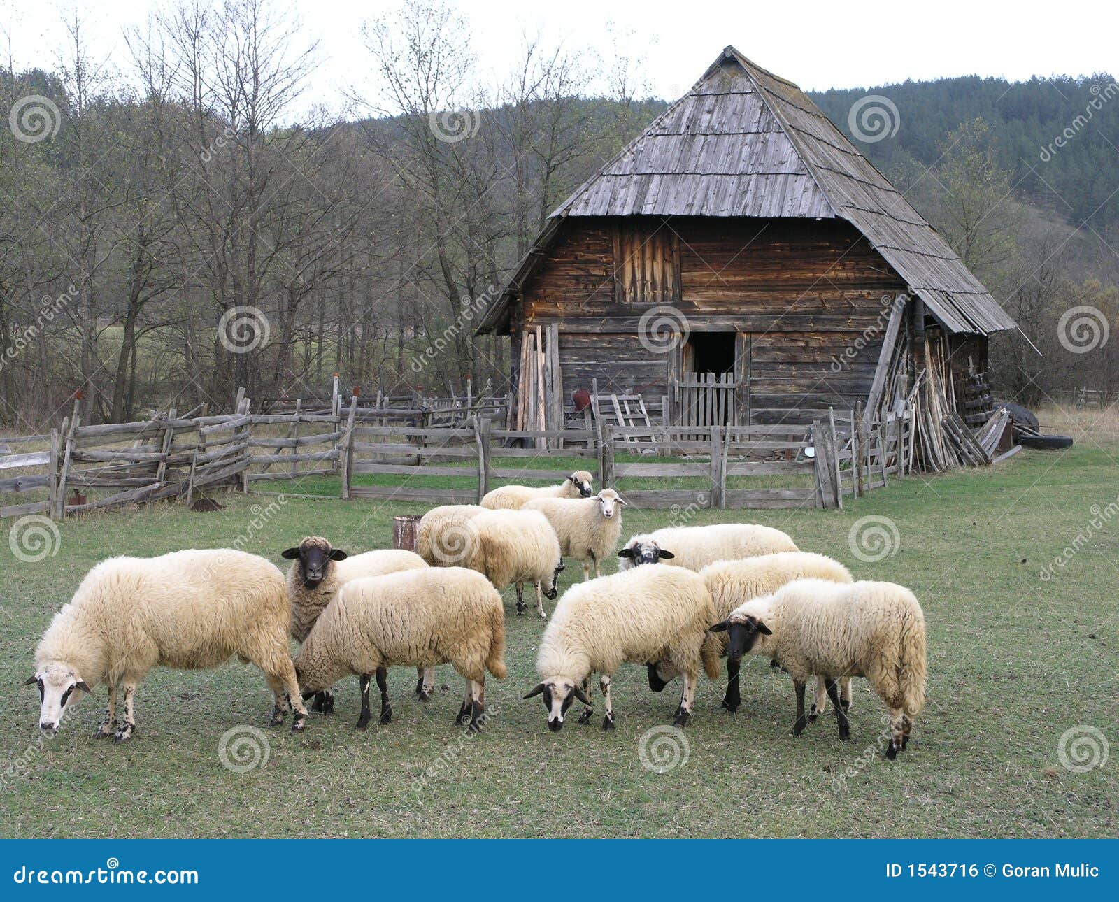 Sheep stock photo. Image of farm, wool, nature, meadows - 1543716