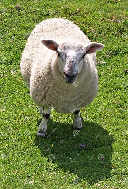 Sheep stock image. Image of skin, sheep, lamb, staring - 15440779