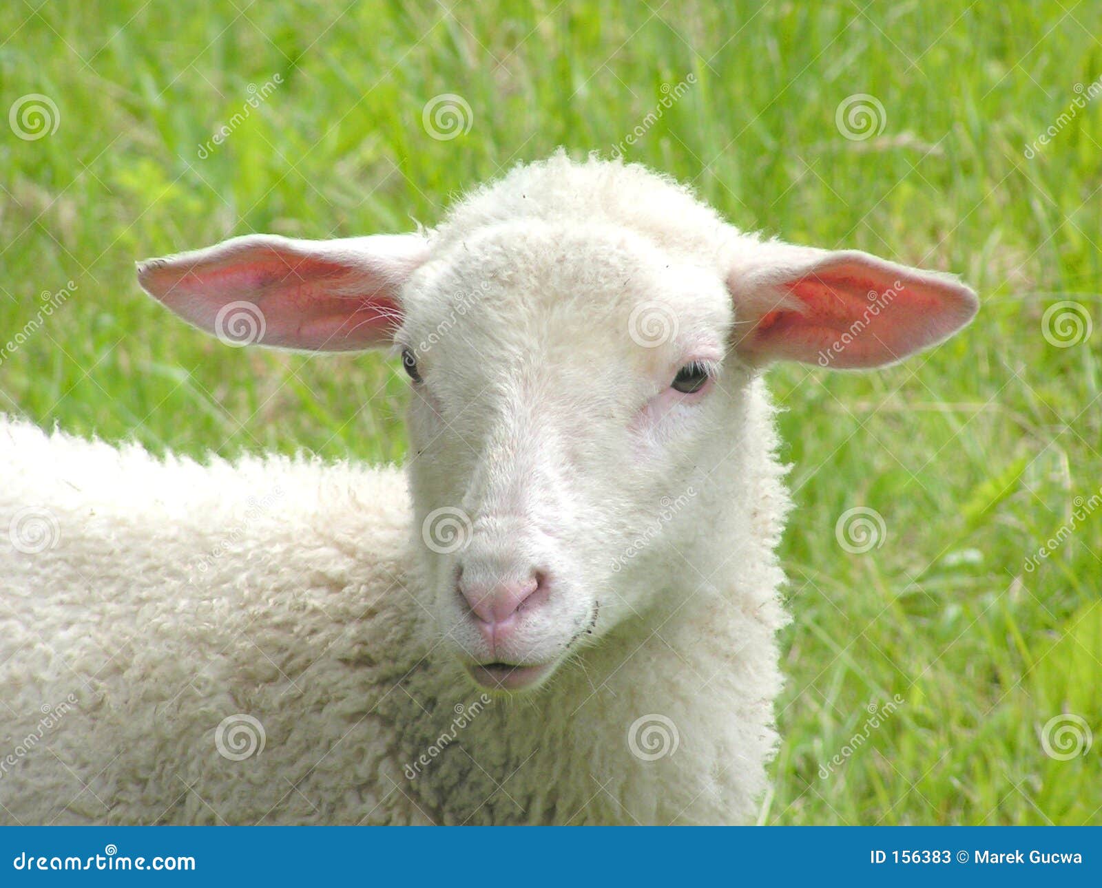 Sheep stock image. Image of green, farming, cute, ears - 156383