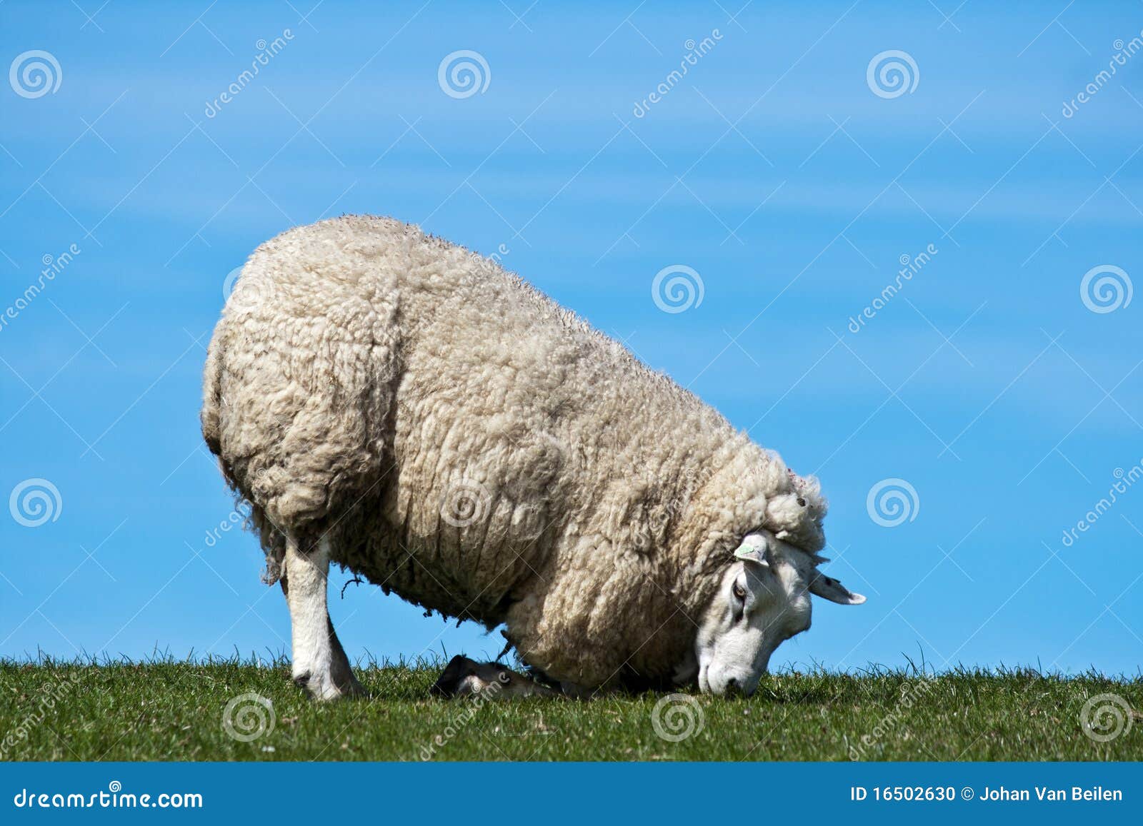 Sheep stock photo. Image of sheep, detail, kneeling, clouds - 16502630