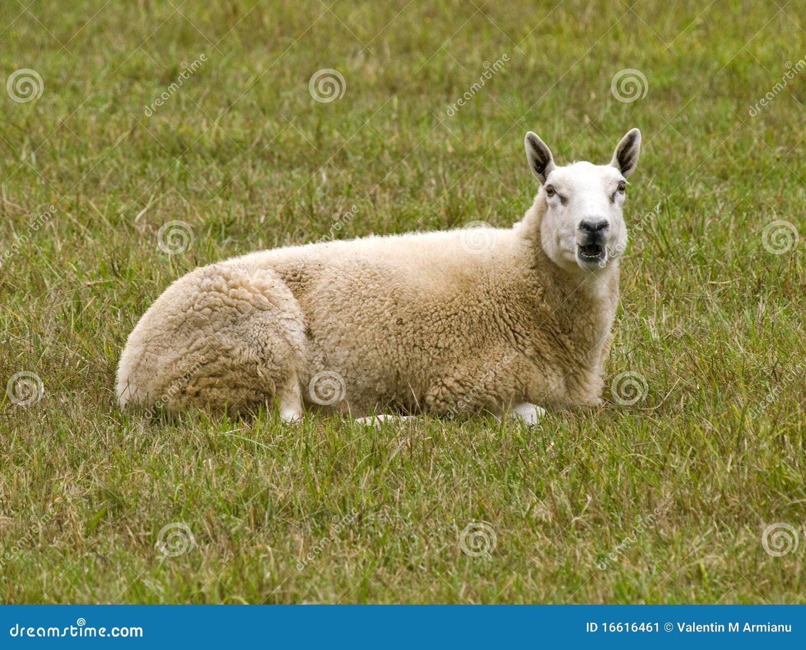 Sheep stock image. Image of grazing, stare, green, pasture - 16616461