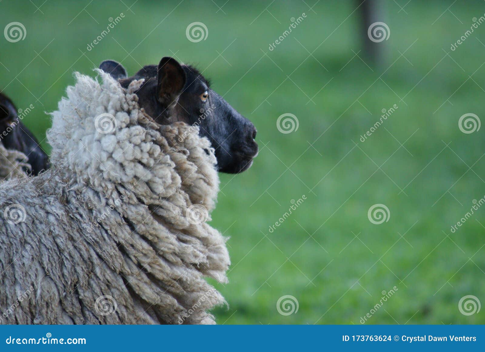 Sheep stock photo. Image of wether, pasture, quadrupedal - 173763624
