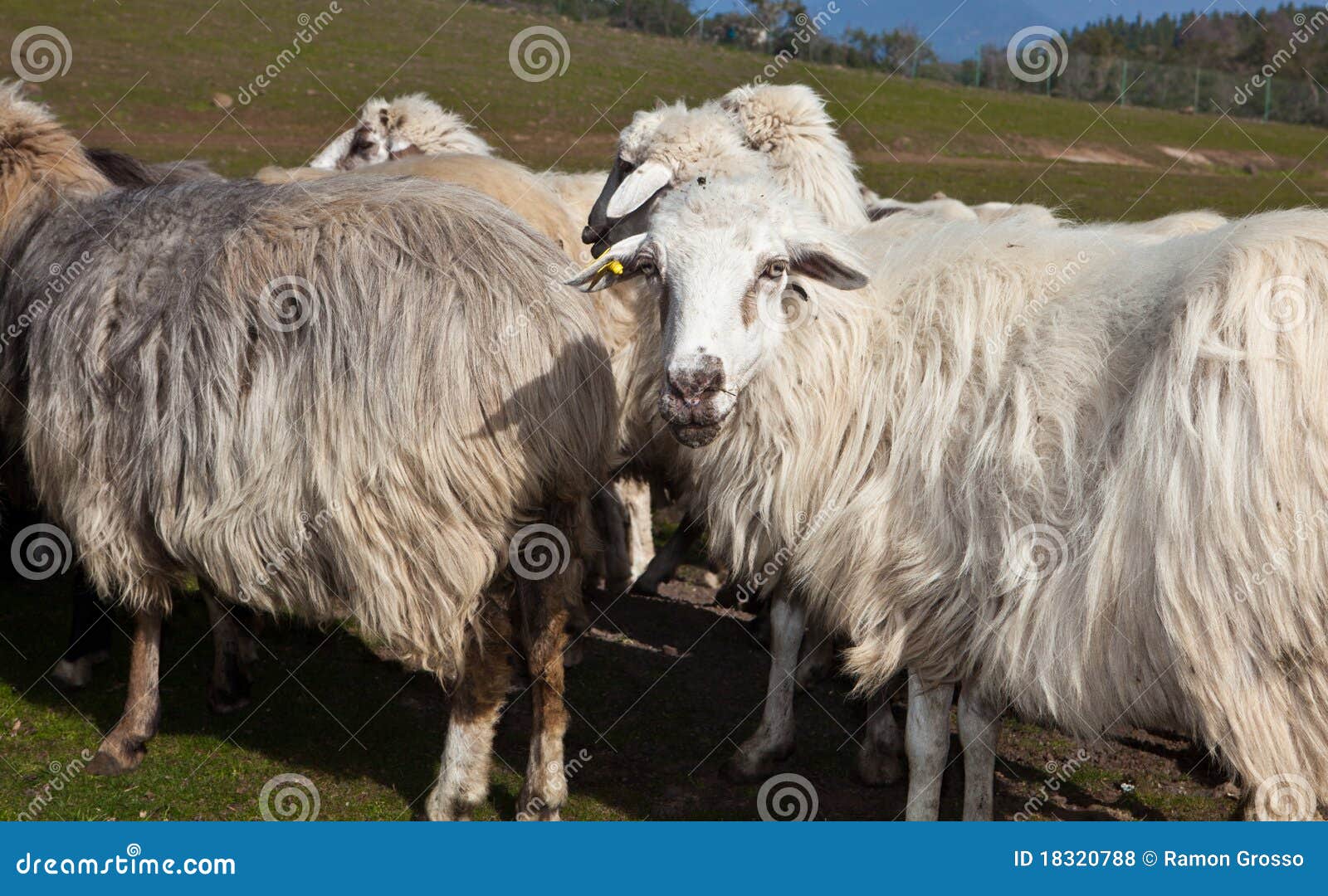 Sheep stock photo. Image of sheep, farming, fleece, stack - 18320788