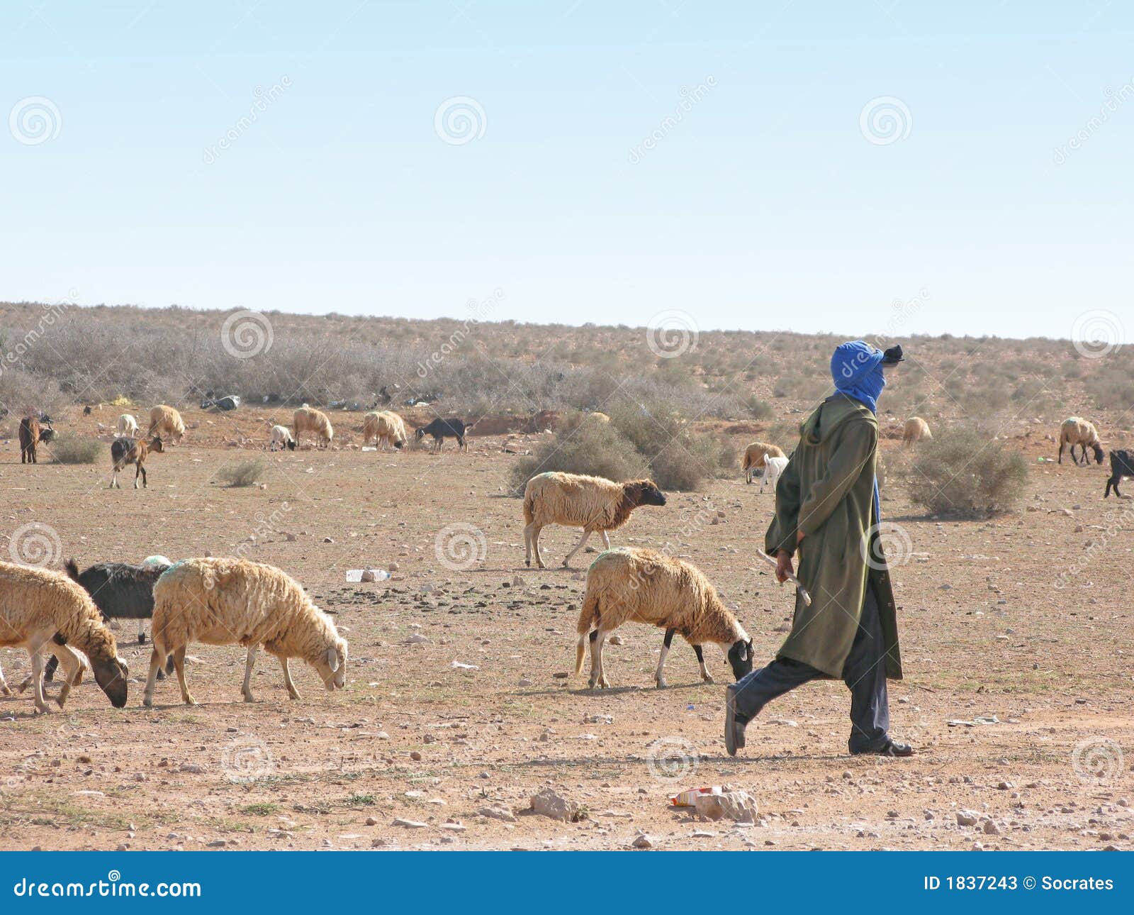 Sheep stock image. Image of herding, life, white, peaceful - 1837243