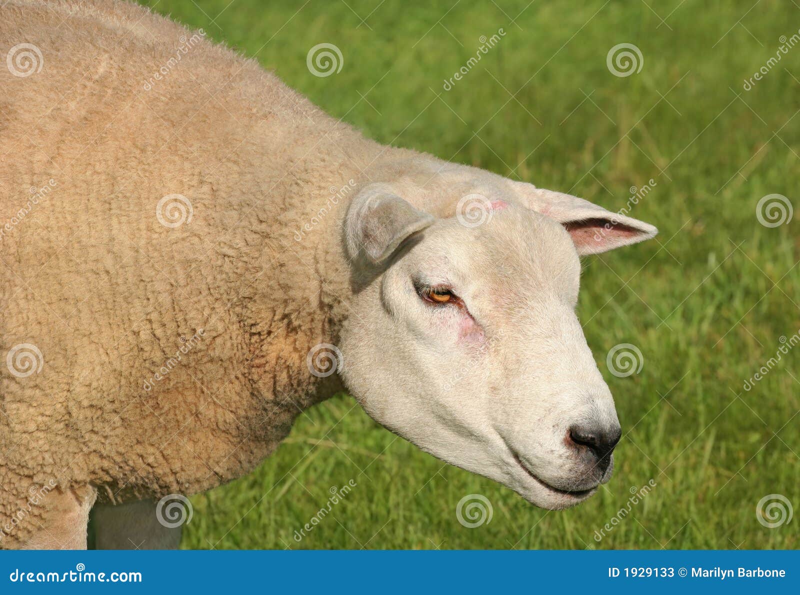 Sheep stock image. Image of agriculture, springtime, roasts - 1929133