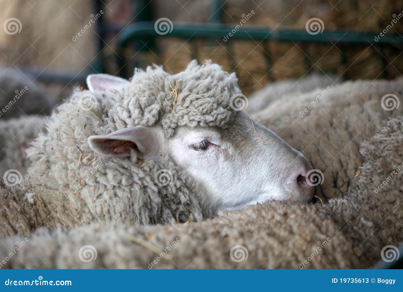 Sheep stock image. Image of look, rural, ears, stare - 19735613