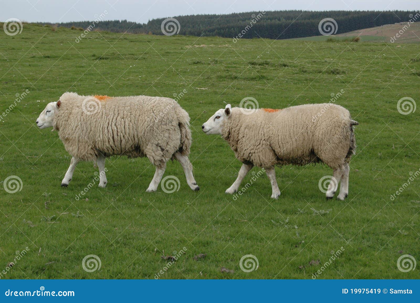 Sheep stock image. Image of twins, twin, animals, farm - 19975419