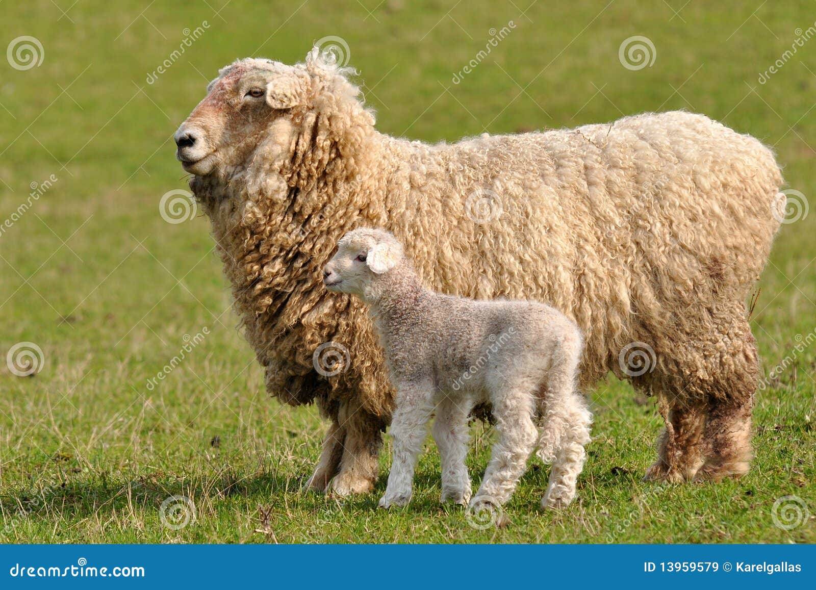 Sheep with 2 Days Old Cute Lamb Stock Image - Image of fleecy, field ...