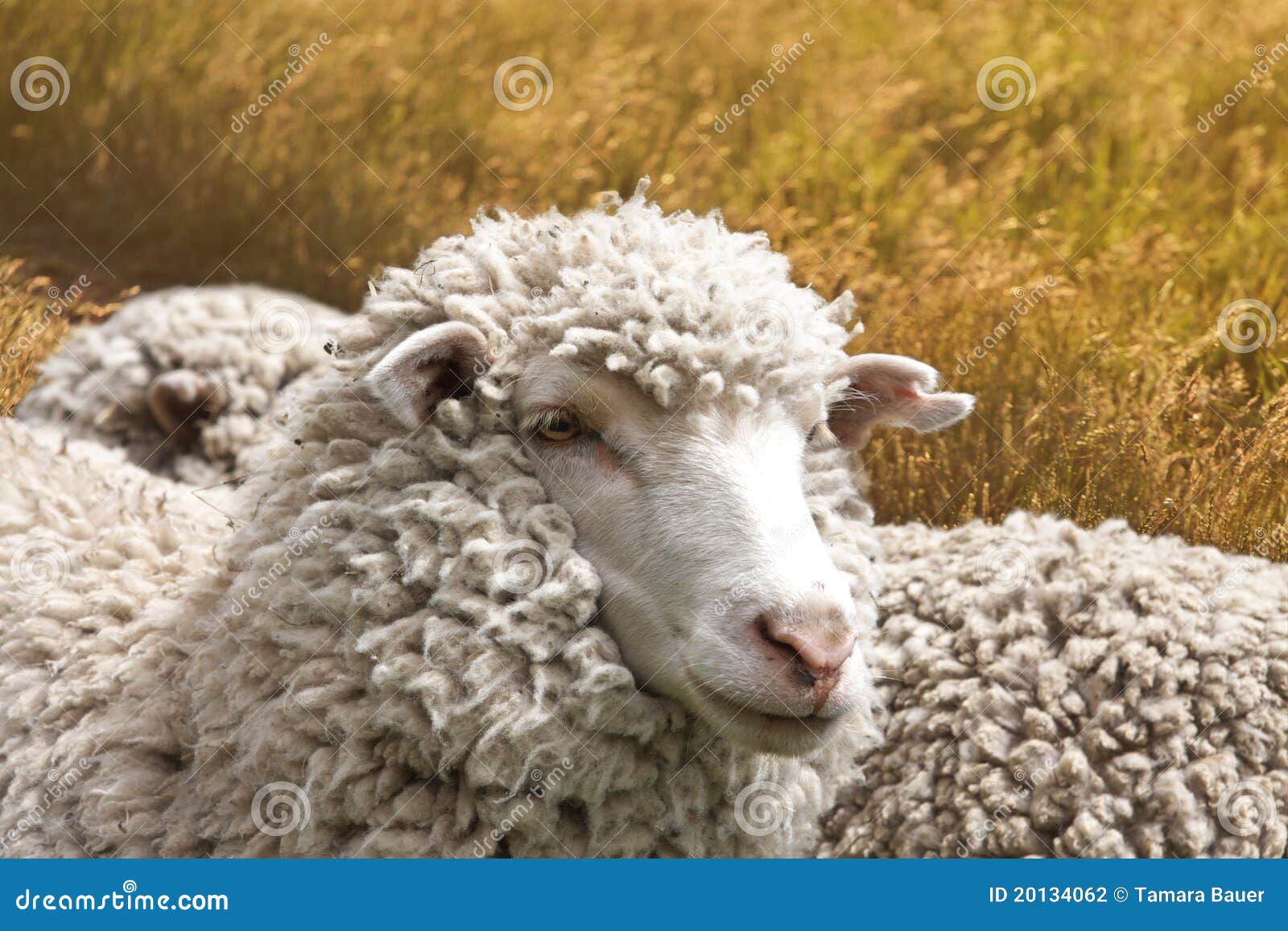 Sheep stock photo. Image of grass, farm, lamb, paddock - 20134062