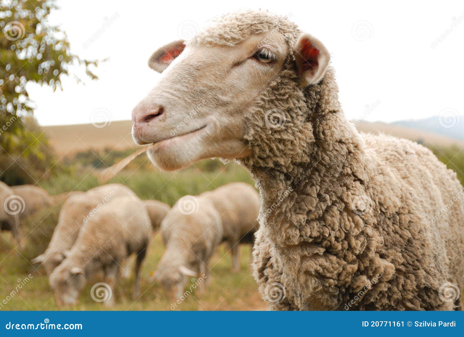 Sheep stock image. Image of sheep, smile, farm, country - 20771161
