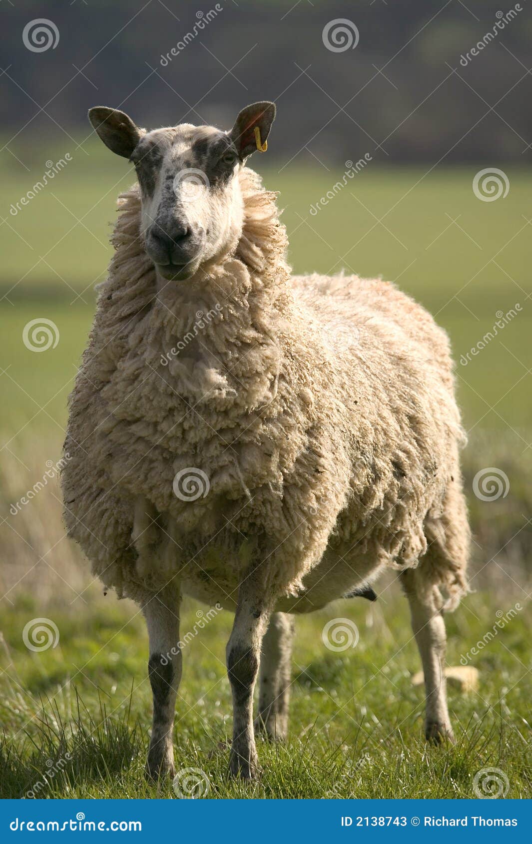 Sheep stock image. Image of wool, mammal, stood, stand - 2138743