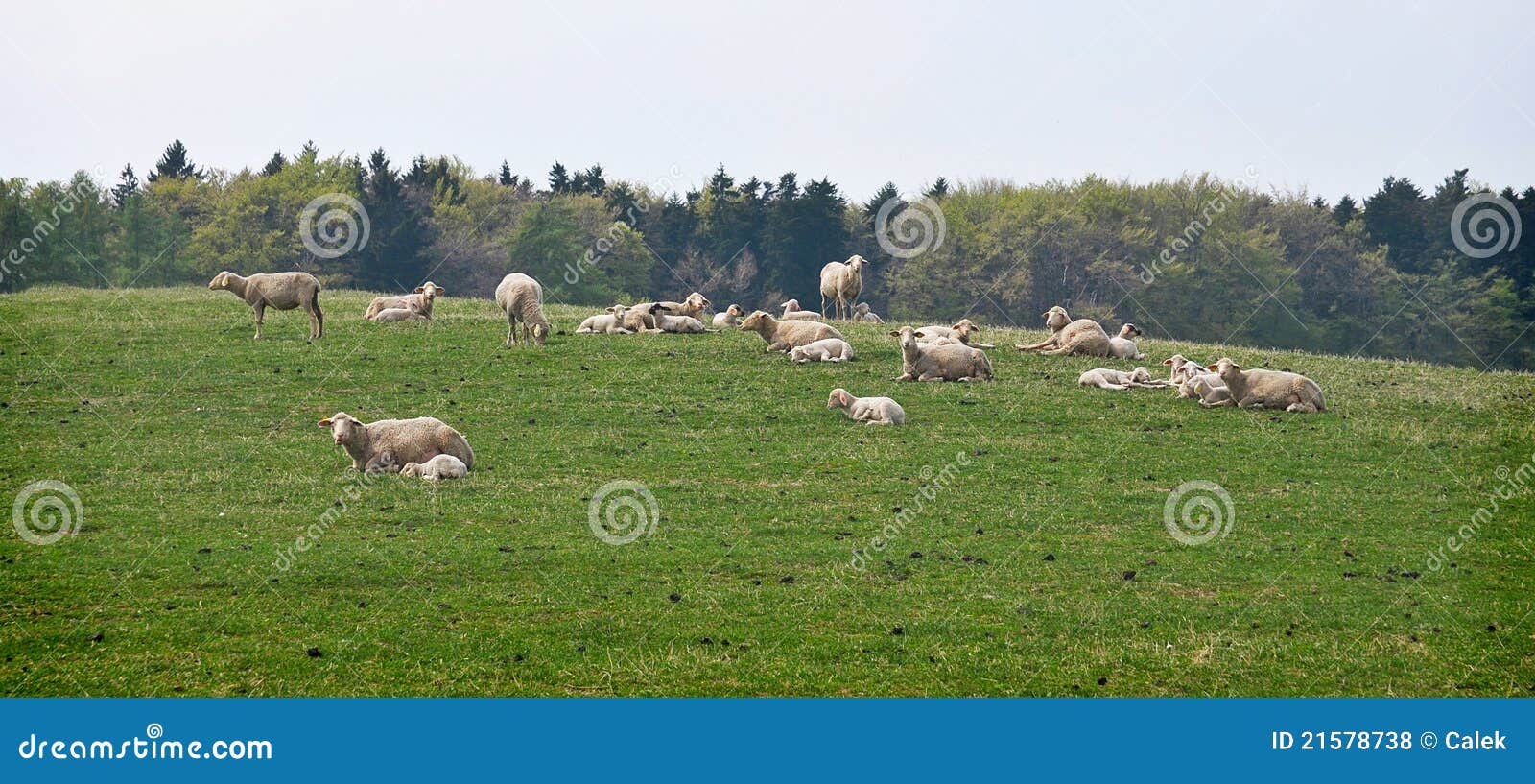 Sheep stock photo. Image of meadow, range, domesticated - 21578738